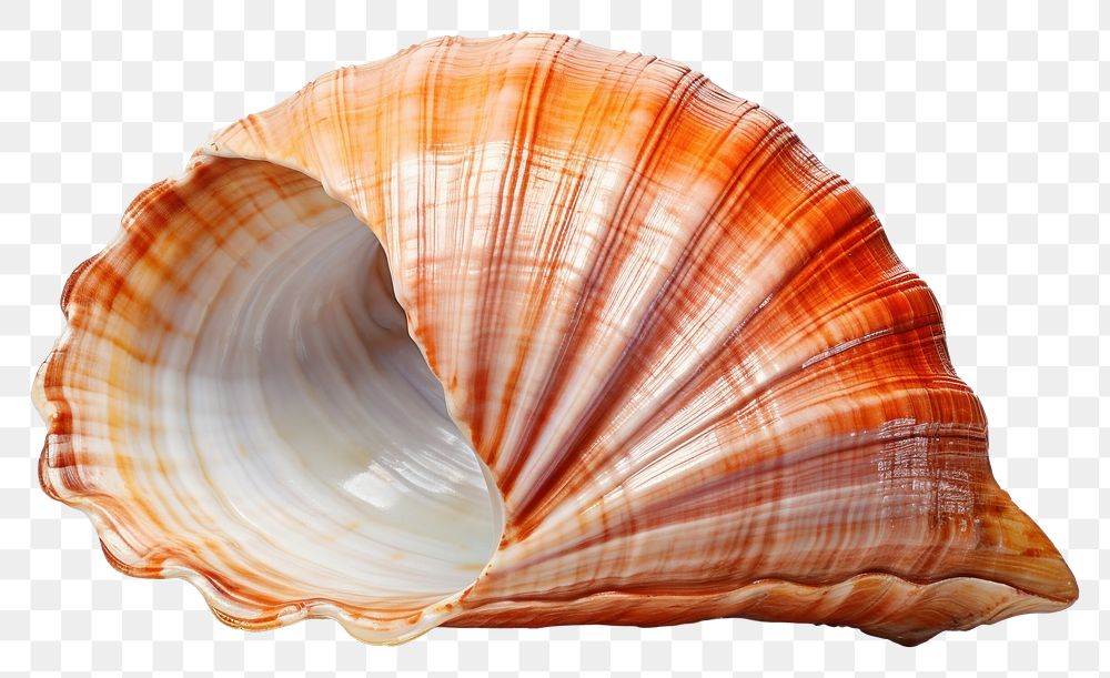 PNG Shell seashell seafood conch. | Premium PNG - rawpixel