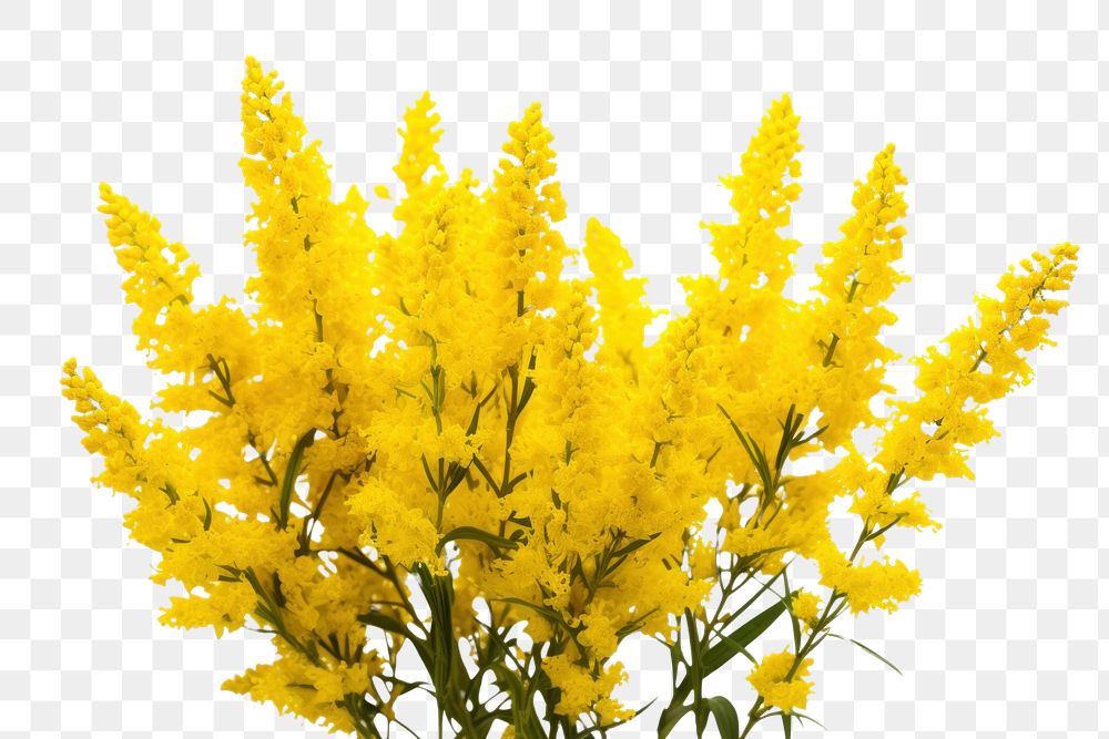 PNG Yellow Goldenrod flowers blossom | Premium PNG - rawpixel
