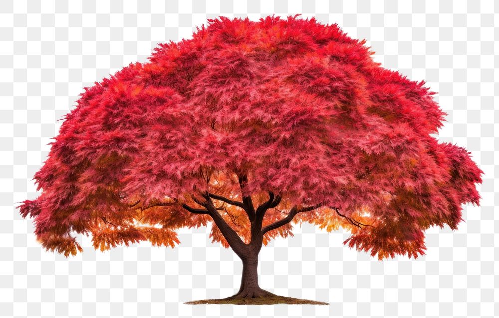 PNG Japanese maple tree plant | Premium PNG - rawpixel