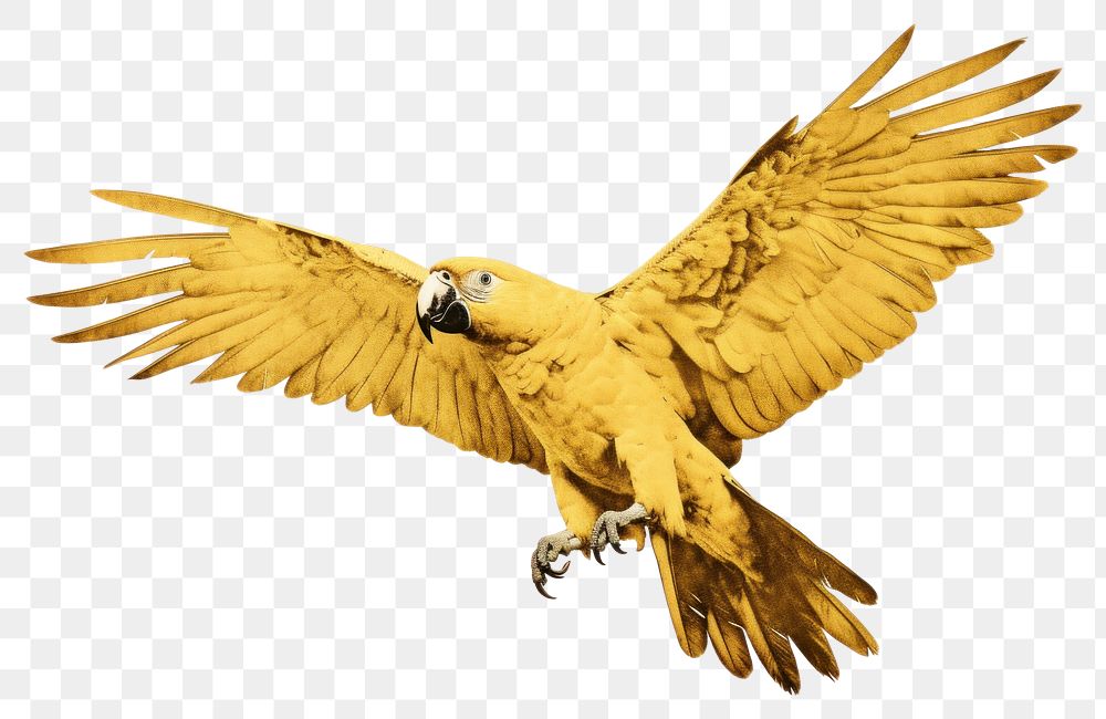 PNG Parrot animal flying bird. | Free PNG - rawpixel