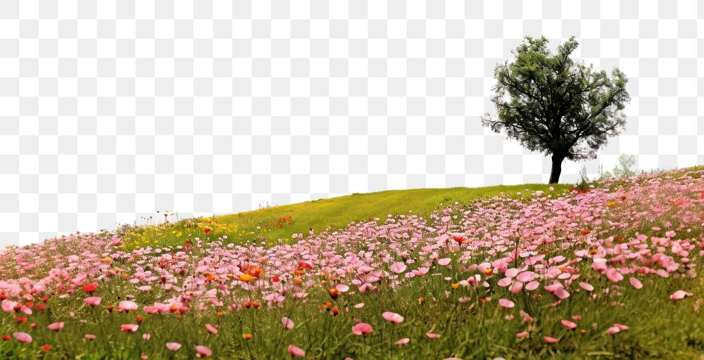 PNG Landscape nature flower field. | Free PNG - rawpixel