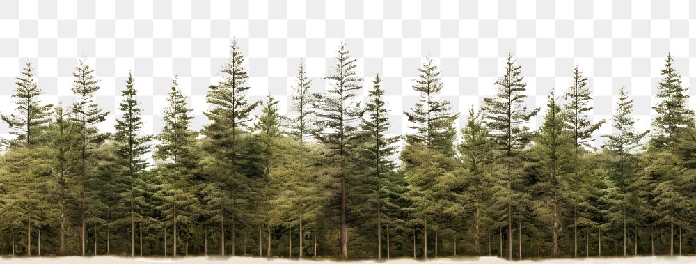 PNG Pine forest nature backgrounds | Premium PNG - rawpixel