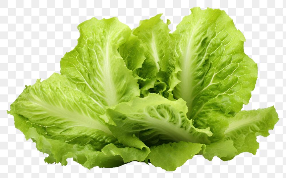 PNG Vegetable lettuce plant food. | Free PNG - rawpixel