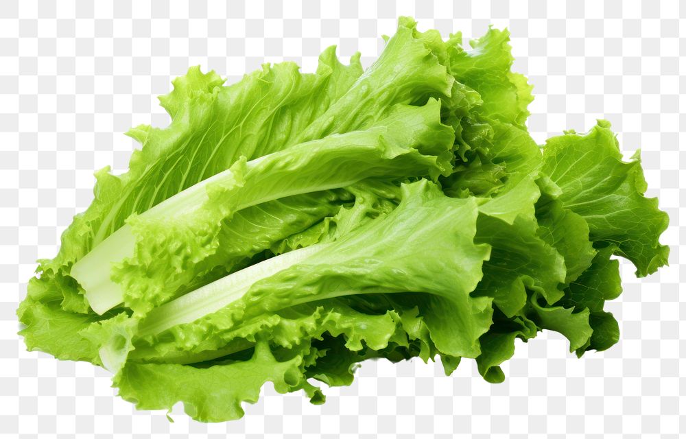 PNG Vegetable lettuce plant food. | Premium PNG - rawpixel