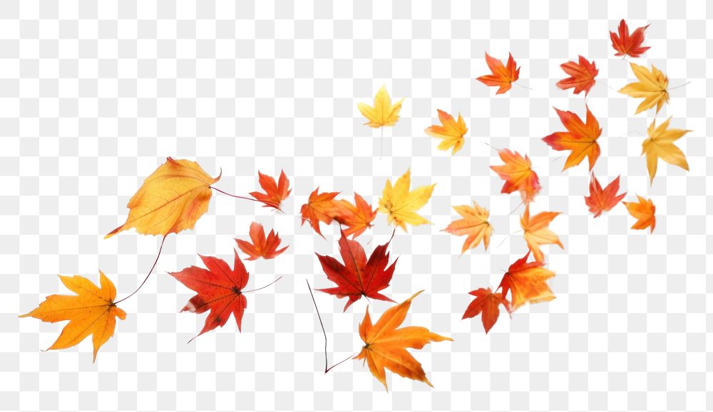 PNG Autumn leaves falling maple | Free PNG - rawpixel