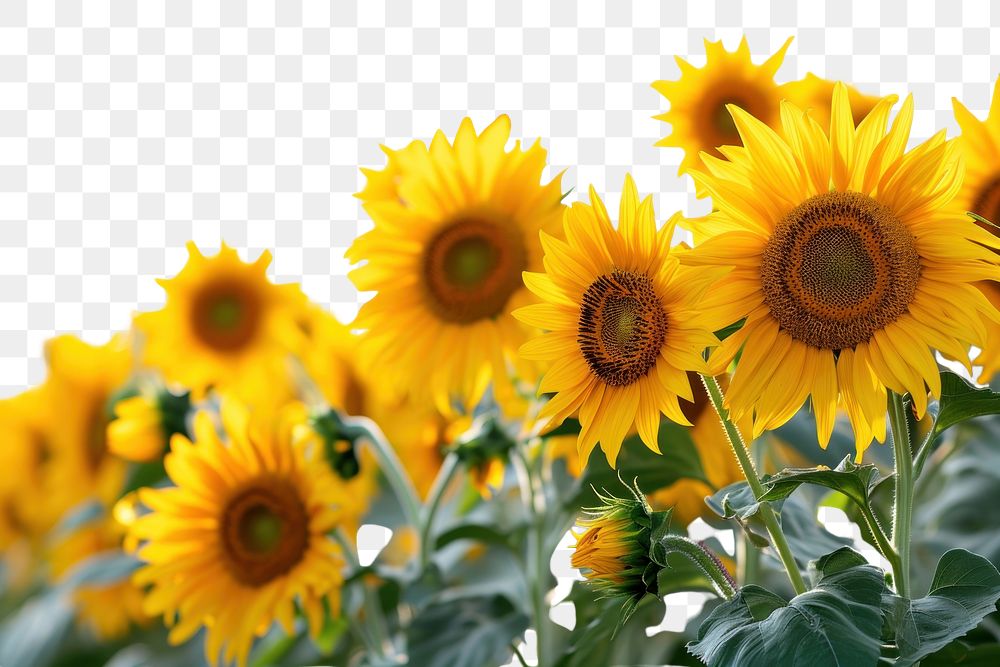 PNG Sunflower field outdoors blossom | Premium PNG - rawpixel