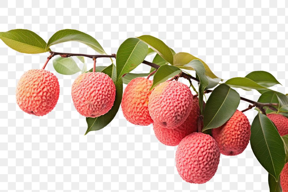PNG Lychee fruit plant food | Free PNG - rawpixel