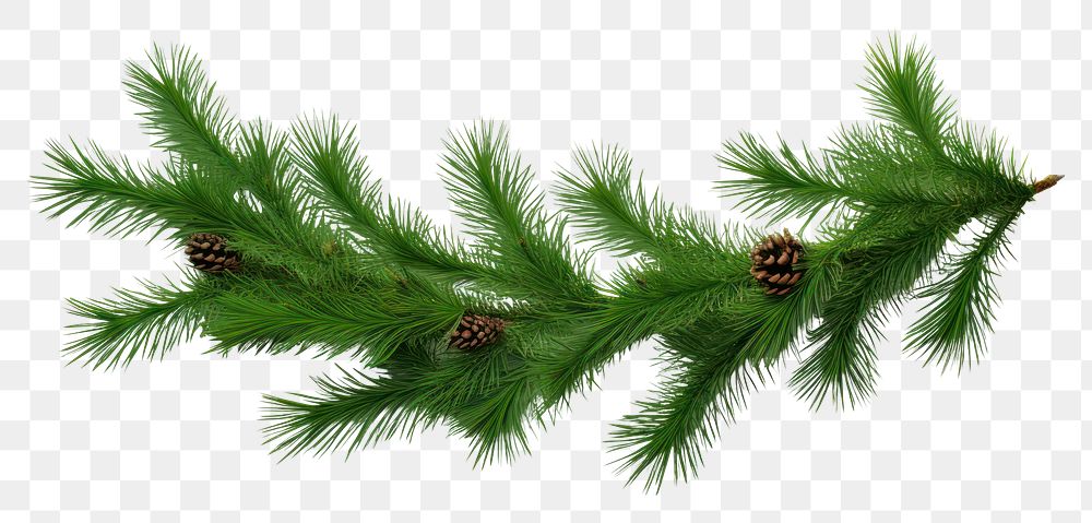 PNG Green pine twigs christmas | Free PNG - rawpixel
