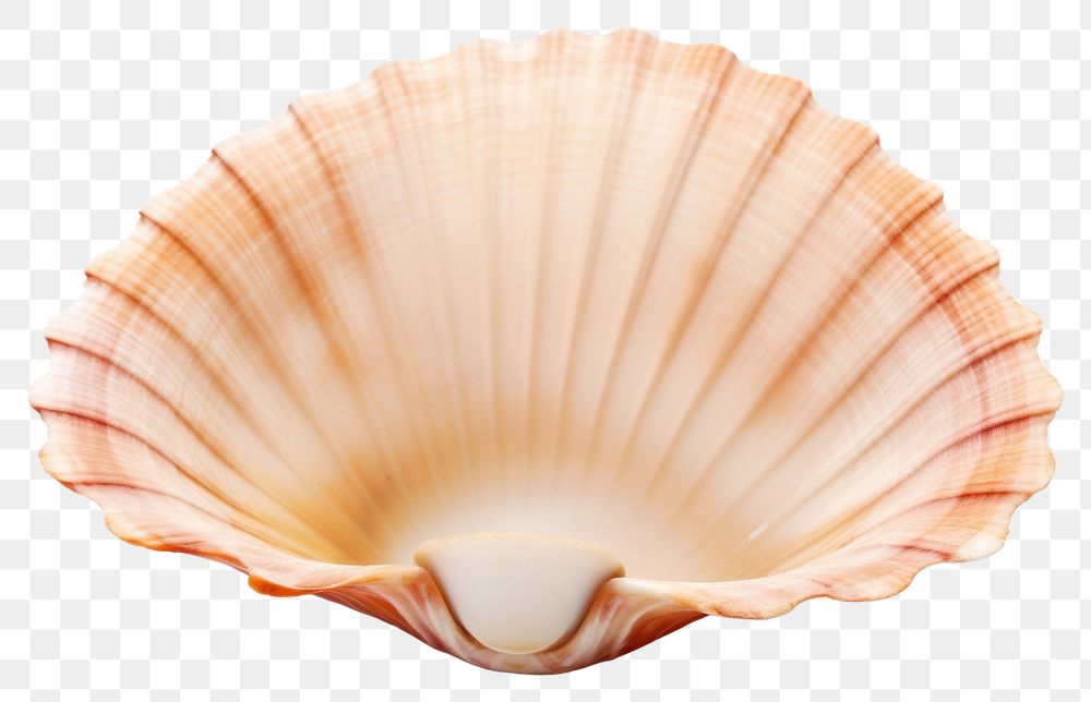 PNG Ocean shell seashell clam | Premium PNG - rawpixel