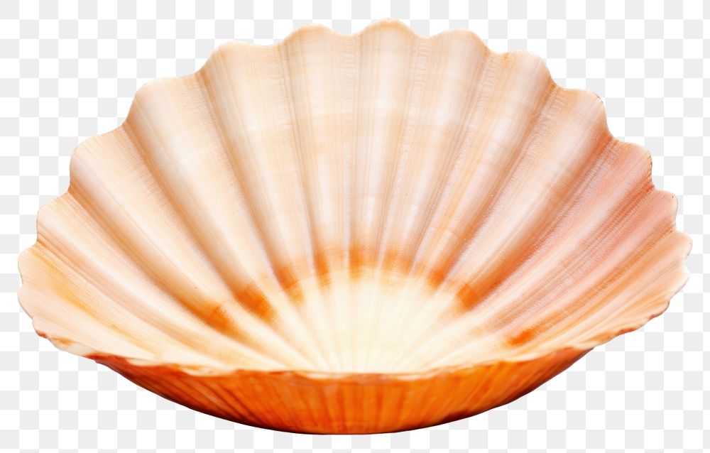 PNG Ocean shell clam white | Free PNG - rawpixel