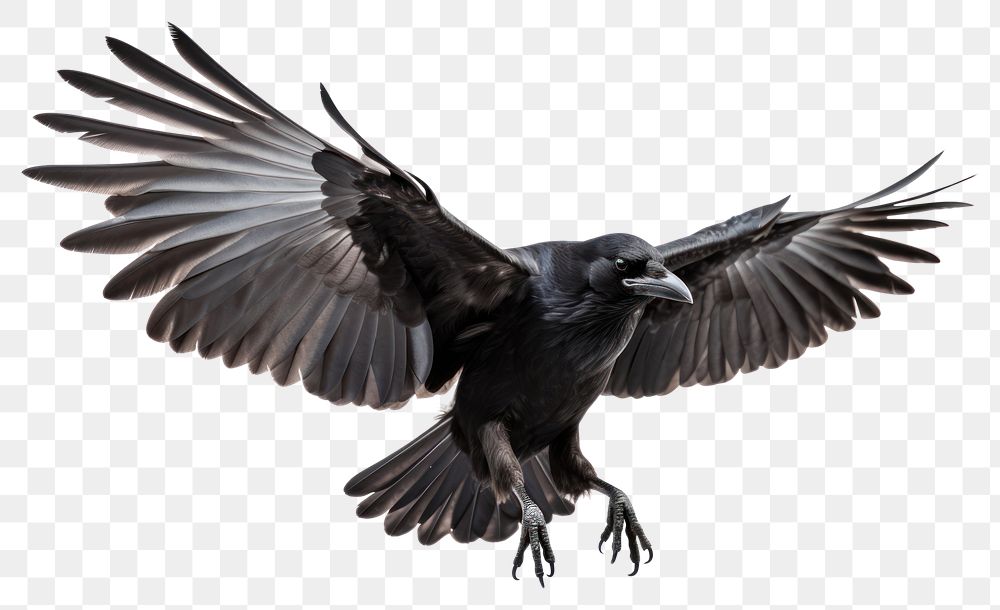 PNG Flying crow animal bird | Premium PNG - rawpixel