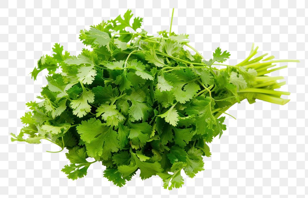 PNG Photo cilantro plant herbs | Premium PNG - rawpixel