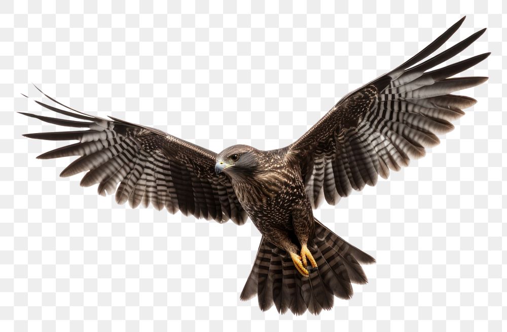 PNG Flying nighthawk buzzard vulture | Free PNG - rawpixel