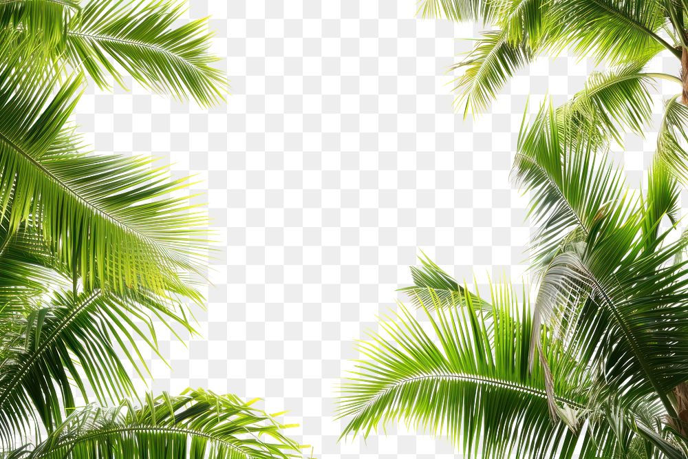 PNG Sunlight outdoors nature plant. | Premium PNG - rawpixel