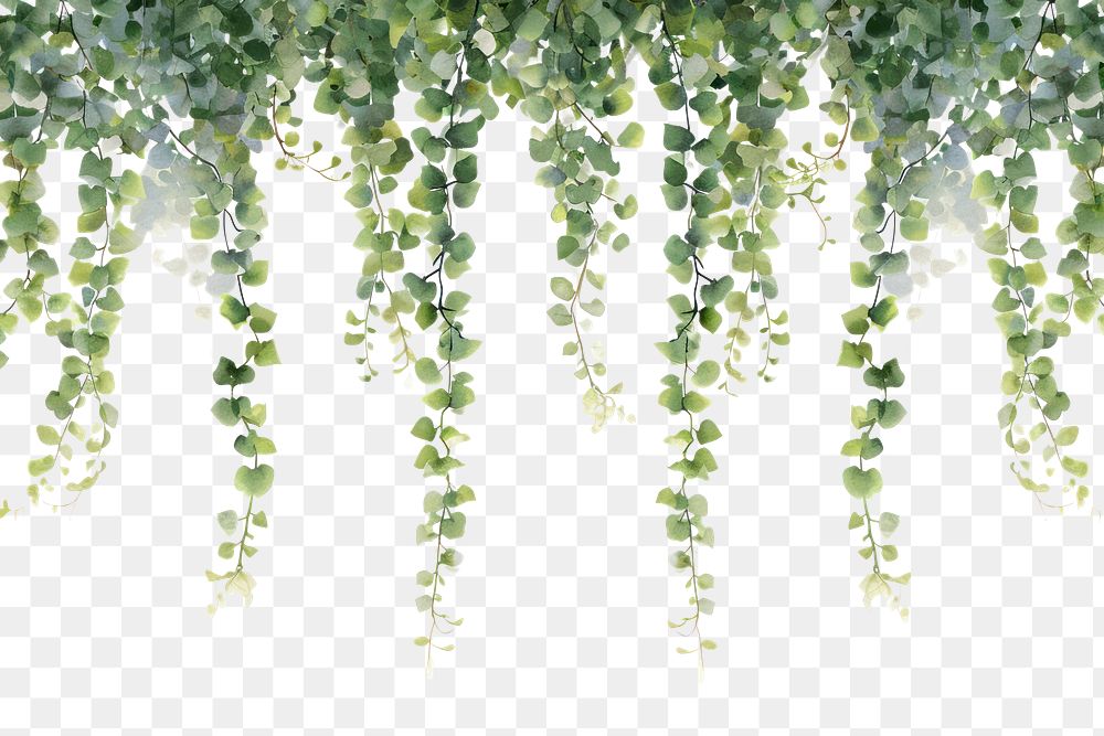 PNG Vine plant hanging nature | Premium PNG - rawpixel