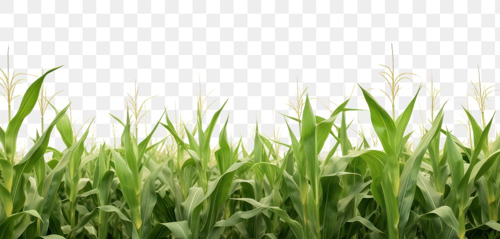 PNG Corn field agriculture backgrounds | Premium PNG - rawpixel