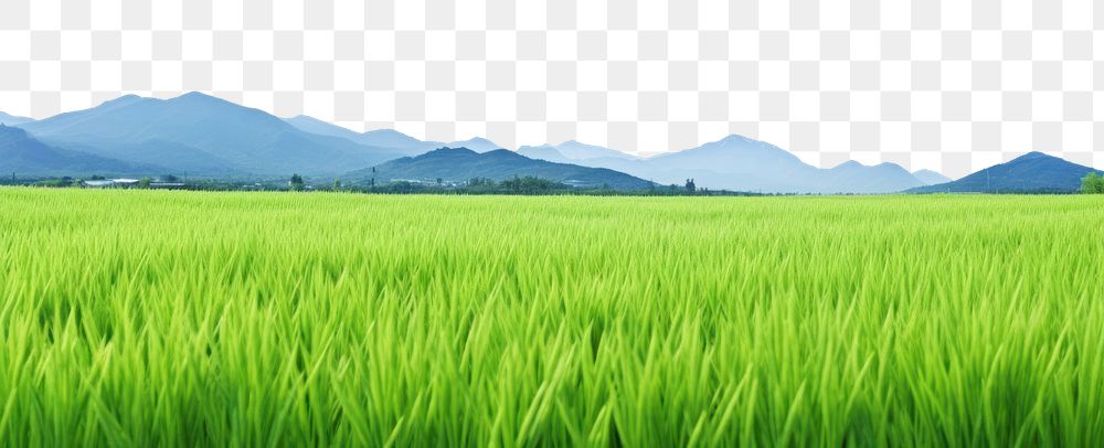 PNG Rice field landscape panoramic | Premium PNG - rawpixel