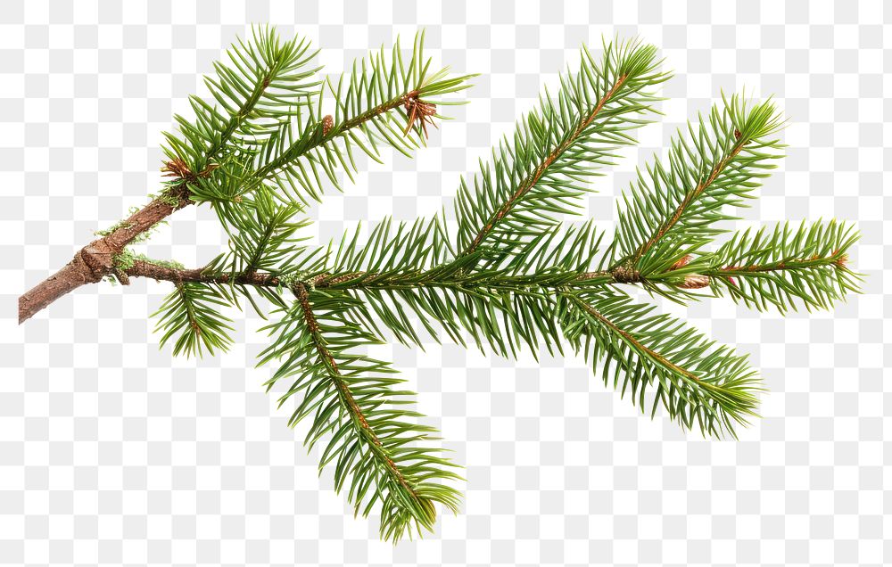 PNG Spruce plant tree pine. | Premium PNG - rawpixel