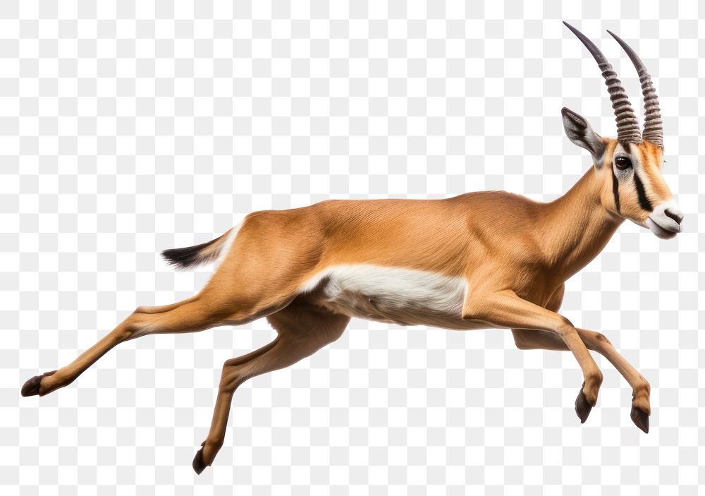 PNG Antelope wildlife antelope animal. | Premium PNG - rawpixel