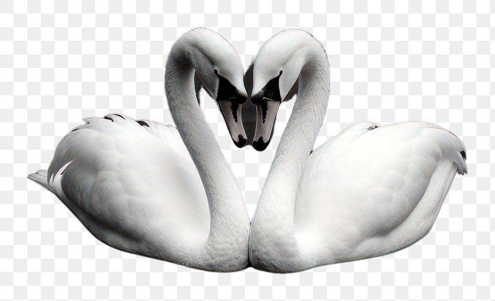 PNG Photography couple swan heart | Free PNG - rawpixel