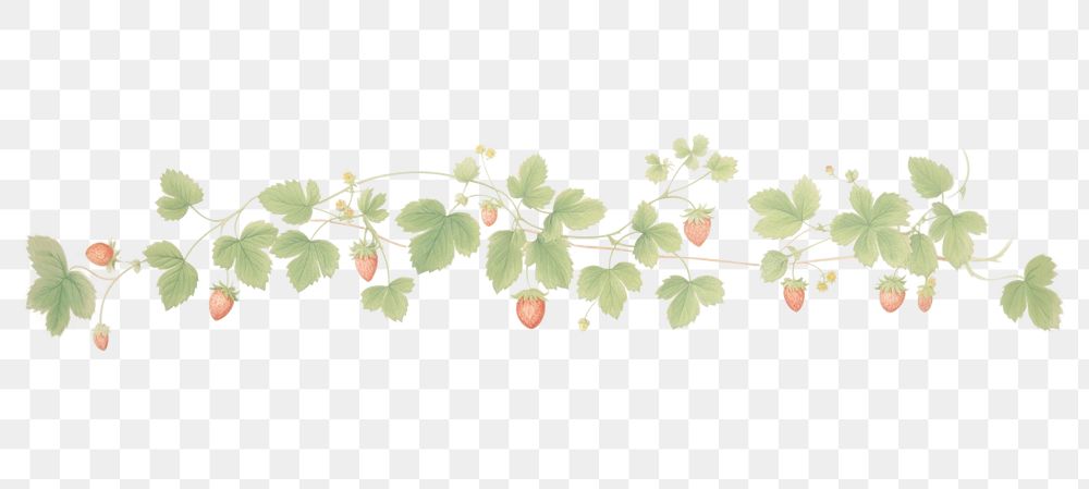 PNG Strawberries leaves vine as | Premium PNG - rawpixel