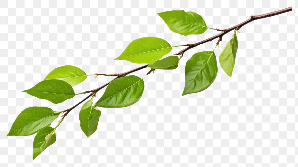 PNG Tree branch leaf plant | Premium PNG - rawpixel