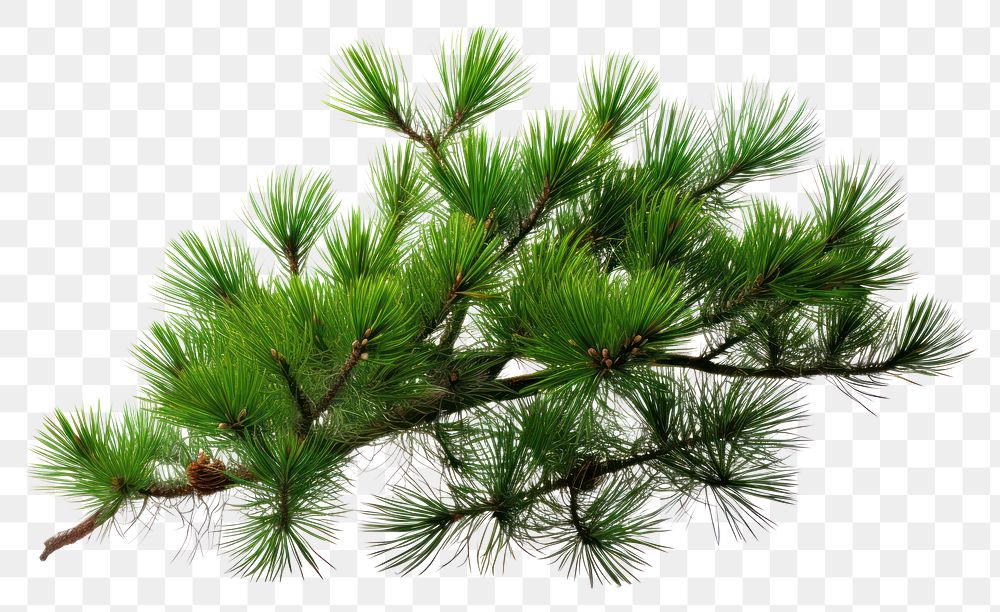 PNG Pine pine plant tree. | Premium PNG - rawpixel