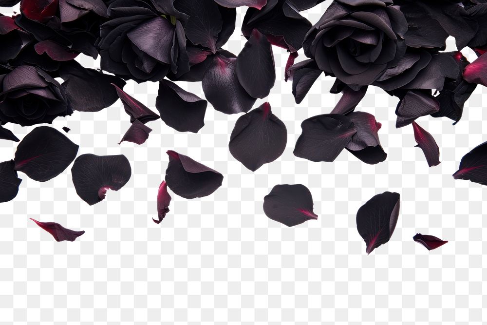 PNG Falling black rose petals | Free PNG - rawpixel