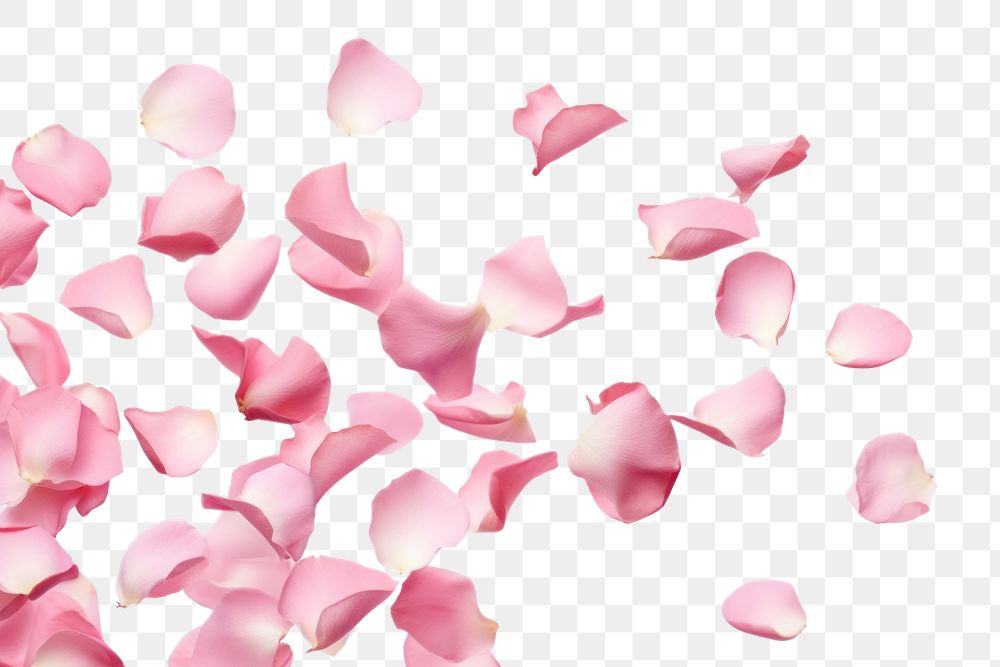 PNG Falling pink rose petals | Premium PNG - rawpixel