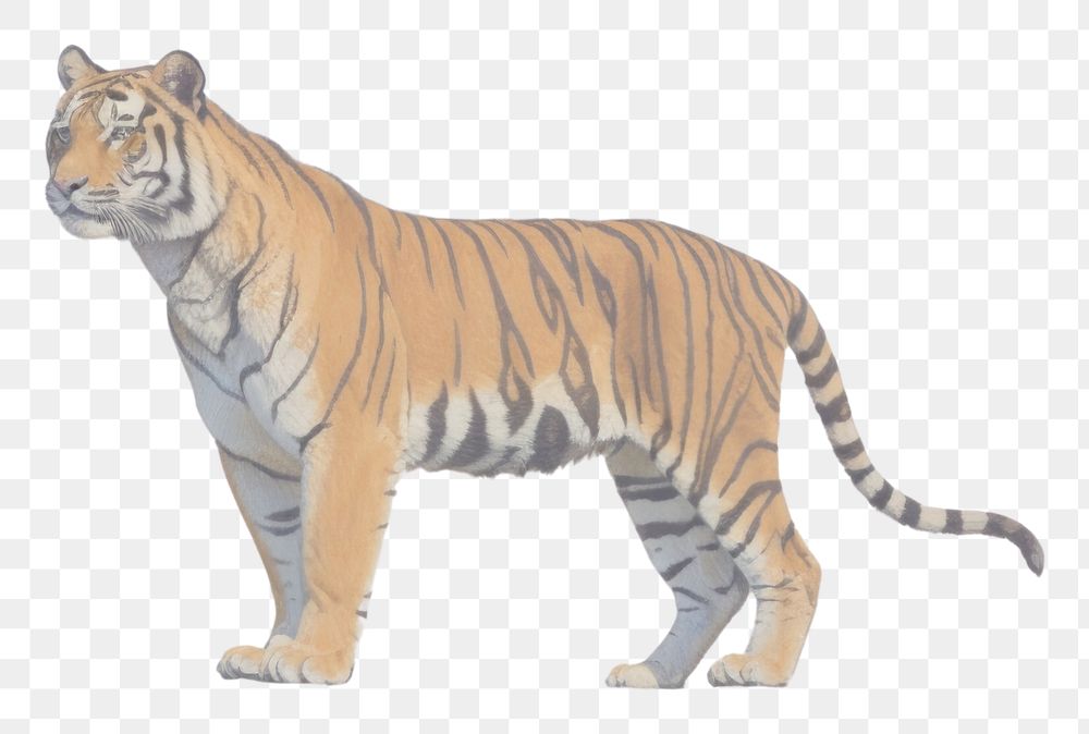 PNG Tiger wildlife animal mammal. | Premium PNG - rawpixel
