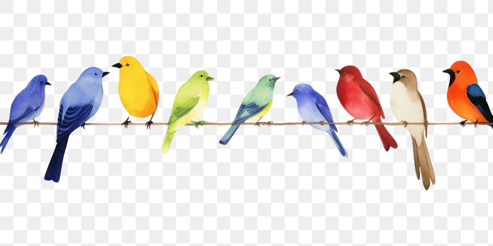 PNG Bird border bird animal | Free PNG - rawpixel