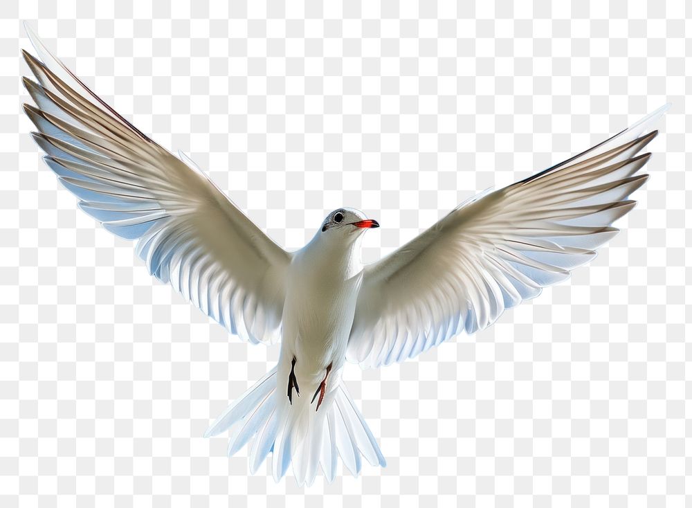 PNG Flying bird animal wildlife. | Free PNG - rawpixel