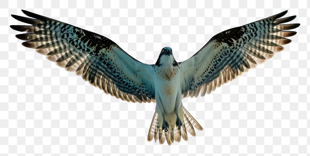 PNG Flying bird outdoors animal. | Free PNG - rawpixel