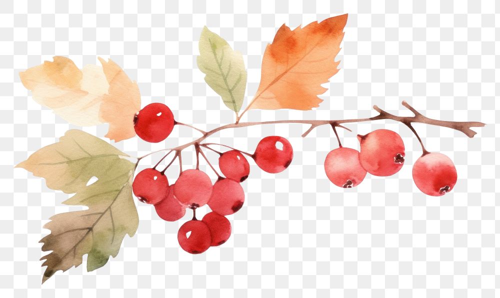 PNG Berry cherry plant leaf. | Free PNG - rawpixel