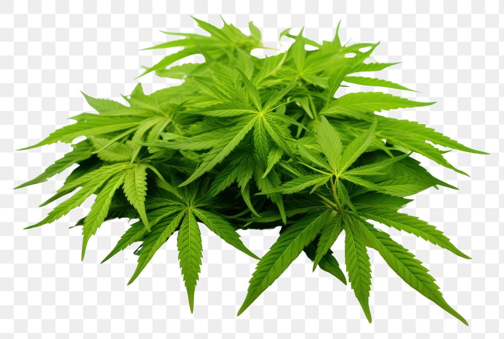 PNG Leaf cannabis plant herbs. | Free PNG - rawpixel