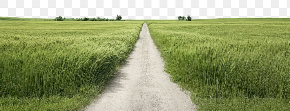 PNG Road grass field landscape | Premium PNG - rawpixel