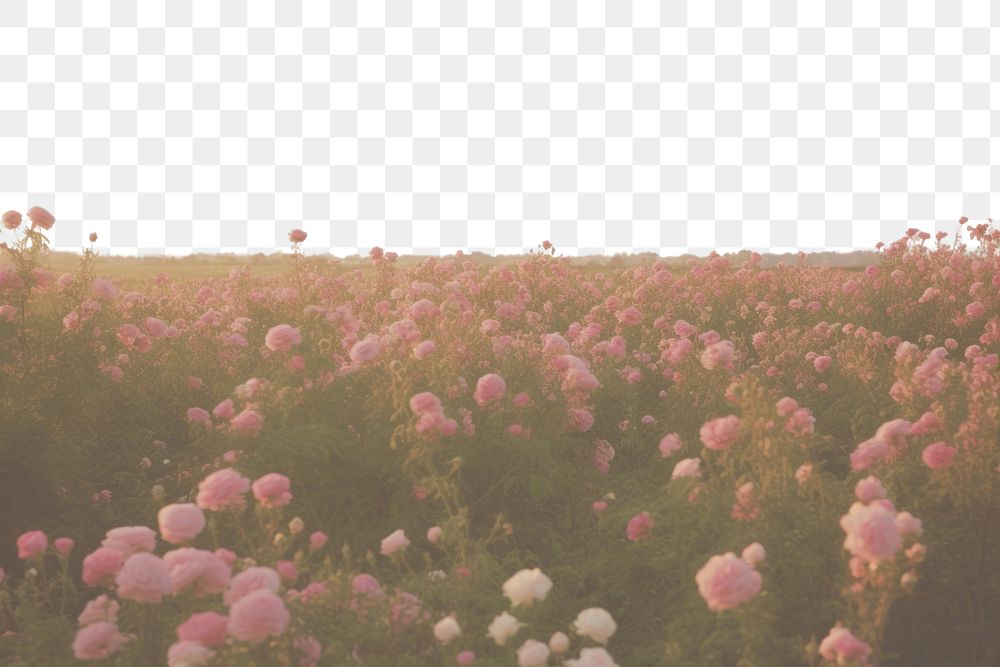 PNG Rose field landscape outdoors | Free PNG - rawpixel