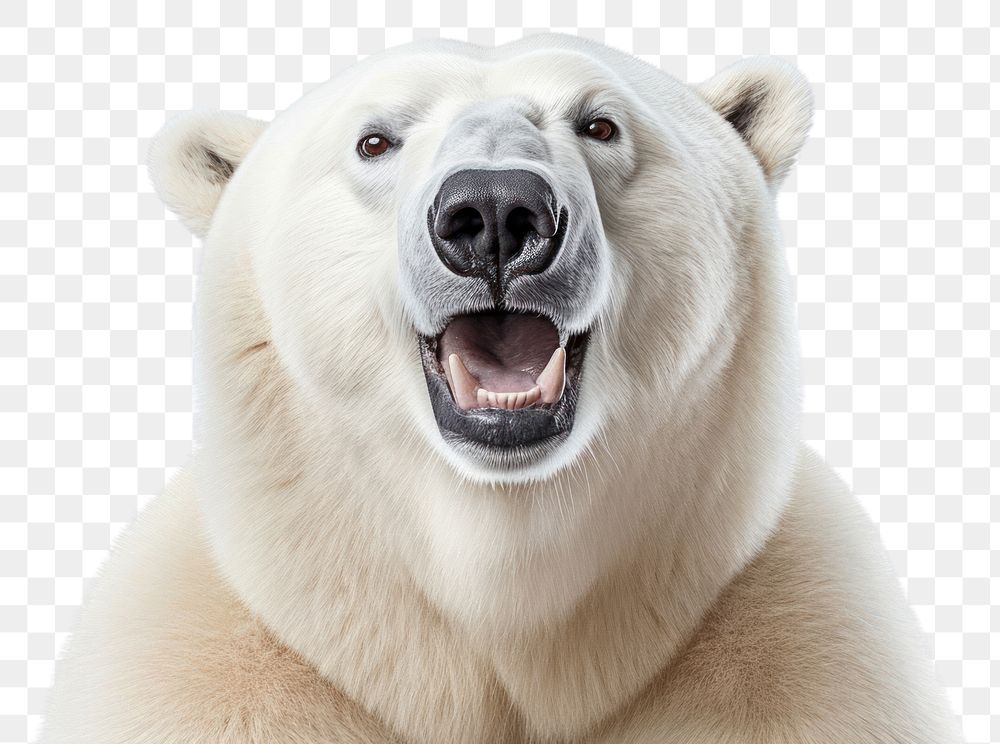 PNG Smiling polar bear wildlife | Premium PNG - rawpixel