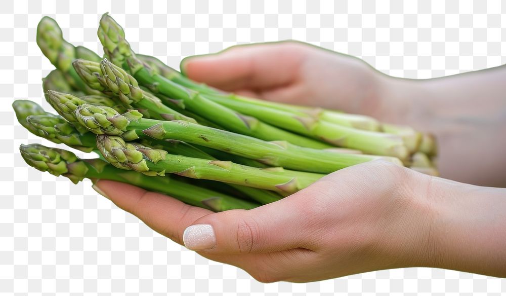 PNG Asparagus vegetable plant food. | Premium PNG - rawpixel
