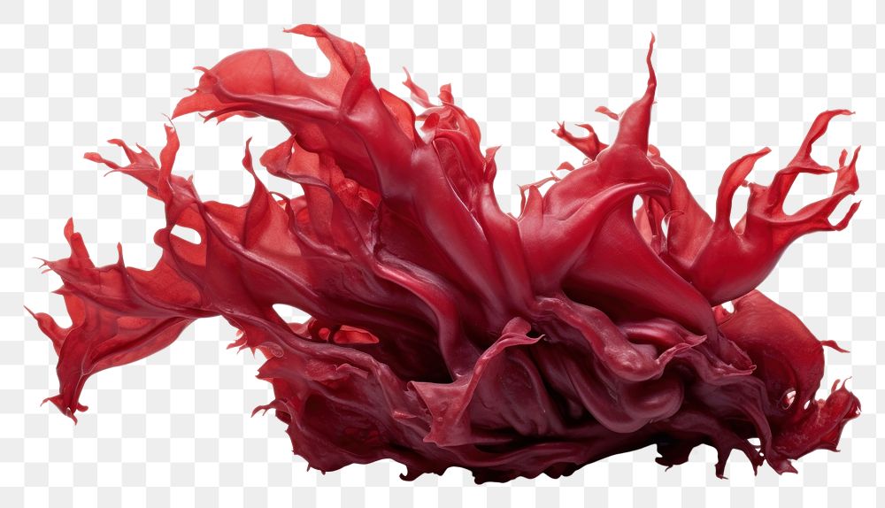 PNG Red seaweed white background | Free PNG - rawpixel