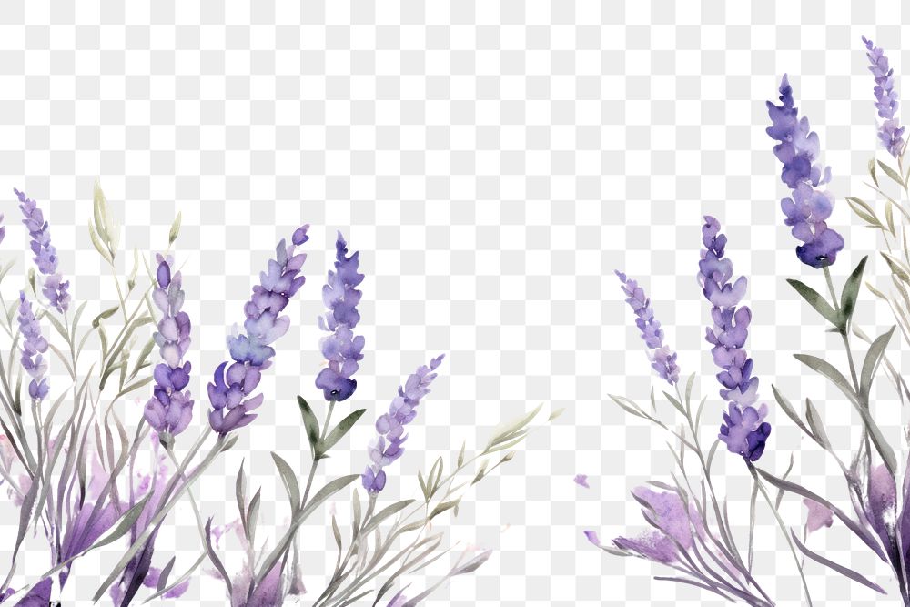 PNG Lavender border blossom flower | Premium PNG - rawpixel