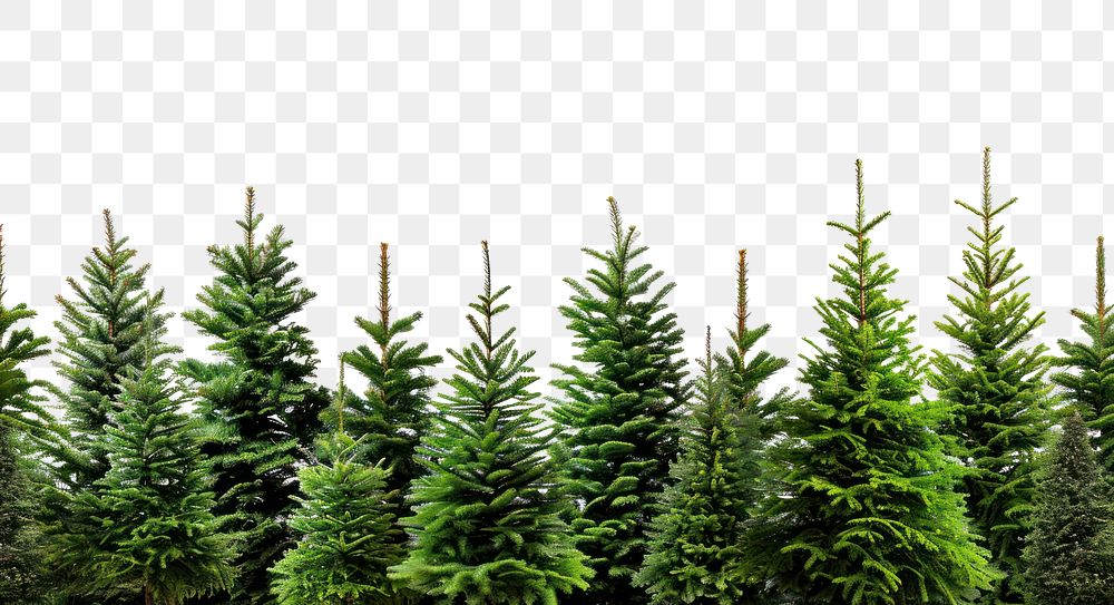 PNG Christmas trees border plant | Free PNG - rawpixel