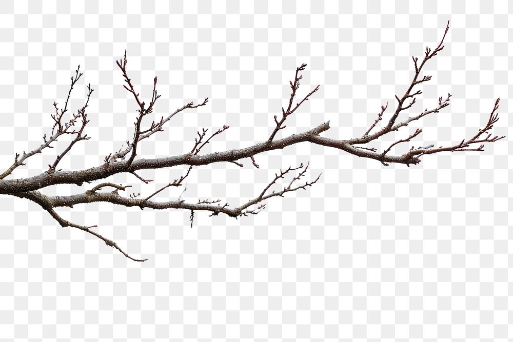 PNG Branch border nature plant | Free PNG - rawpixel