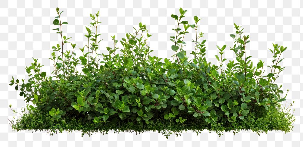 PNG Bush border plant nature | Premium PNG - rawpixel