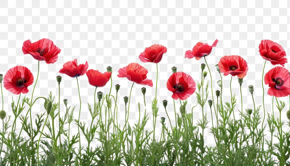 PNG Poppy border flower plant | Premium PNG - rawpixel