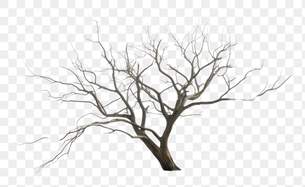 PNG Dried tree outdoors nature | Free PNG - rawpixel