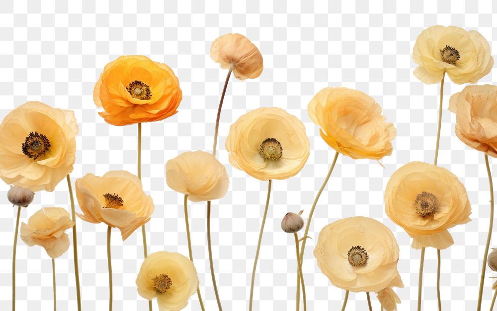 PNG Real pressed ranunculus flowers | Premium PNG - rawpixel