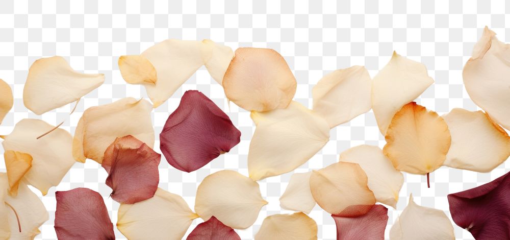 PNG Real pressed rose petals | Premium PNG - rawpixel