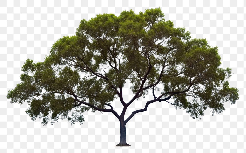 PNG Plant tree tranquility outdoors. | Premium PNG - rawpixel