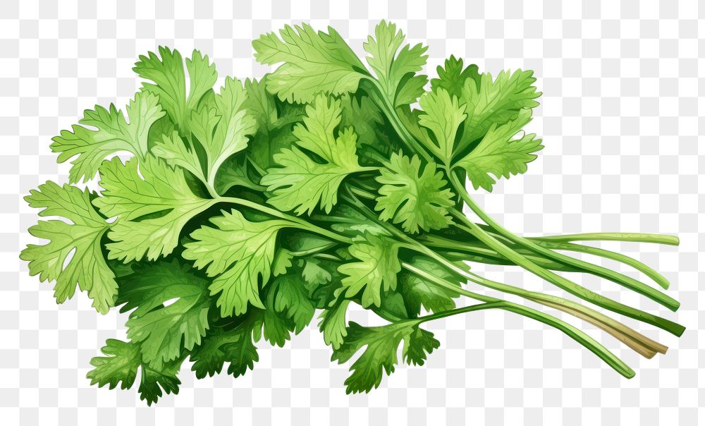 PNG Cilantro herb herbs parsley | Free PNG - rawpixel